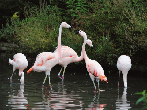 Majorca Zoo - Ultimate Tourist Guide
